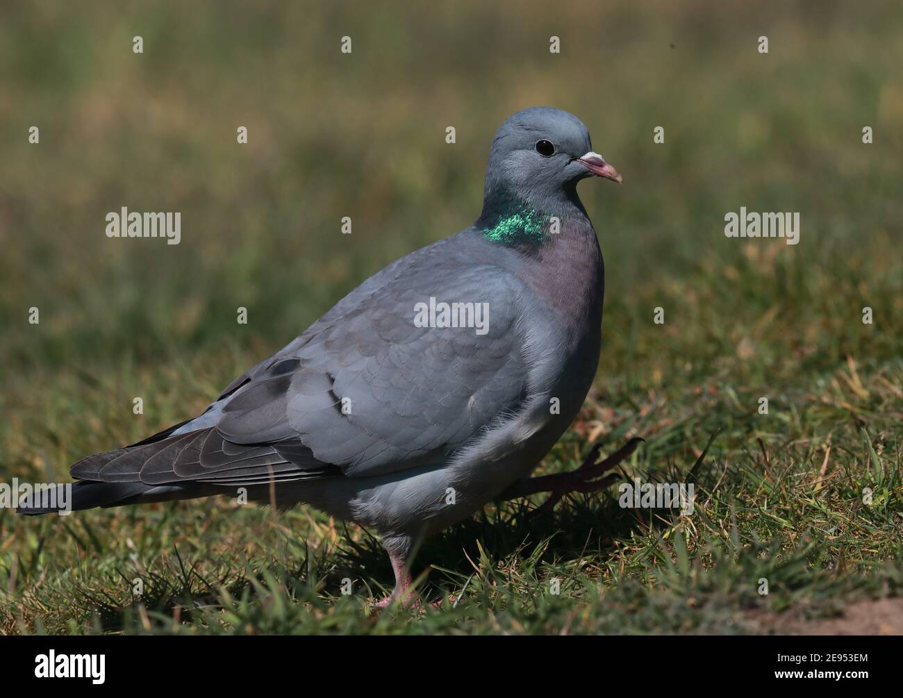 Stock Dove (Columba oenas oenas) adult walking on short grass Eccles-on ...