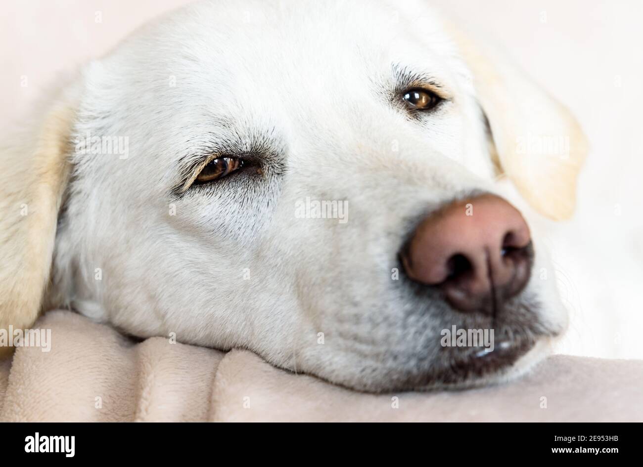 Dog face hi-res stock photography and images - Alamy