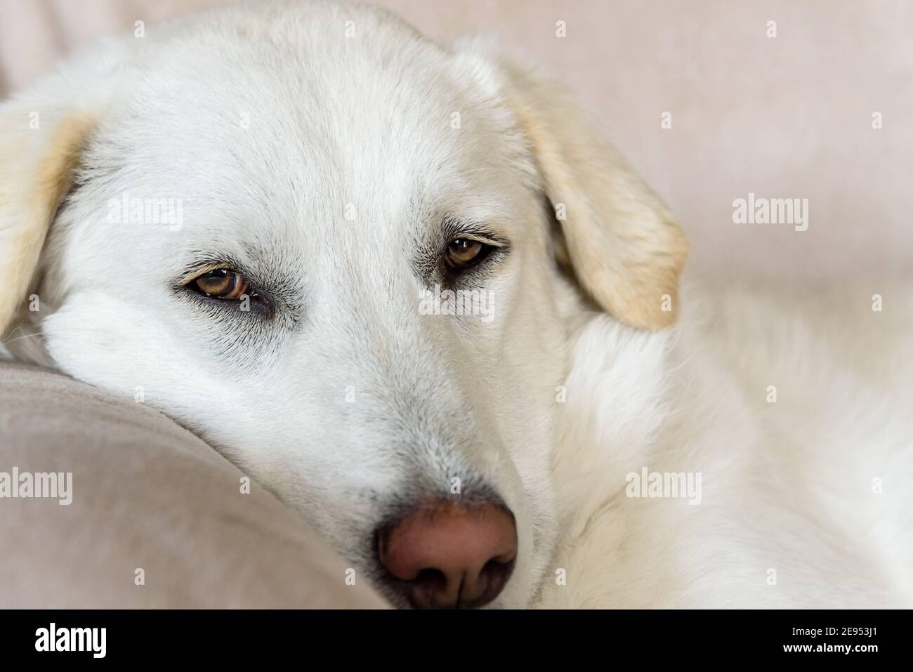 Closeup of dog face is looking at cam Stock Photo - Alamy