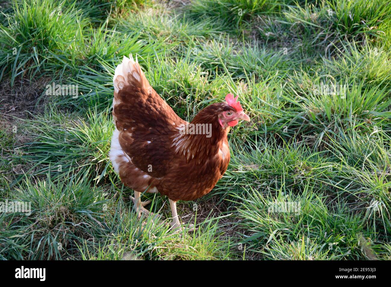 Brown hen on a chicken farm Stock Photo - Alamy
