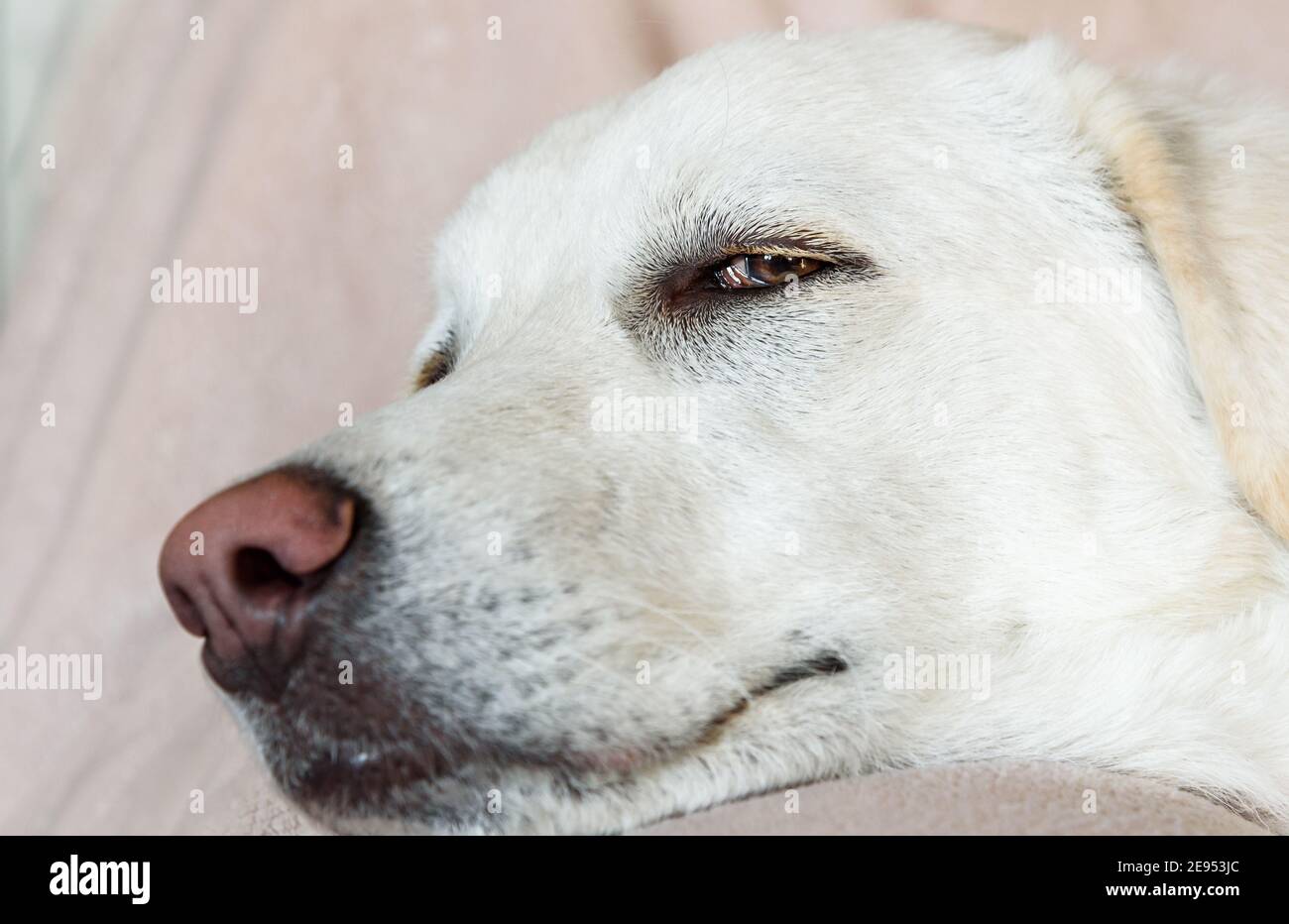Dog face hi-res stock photography and images - Alamy