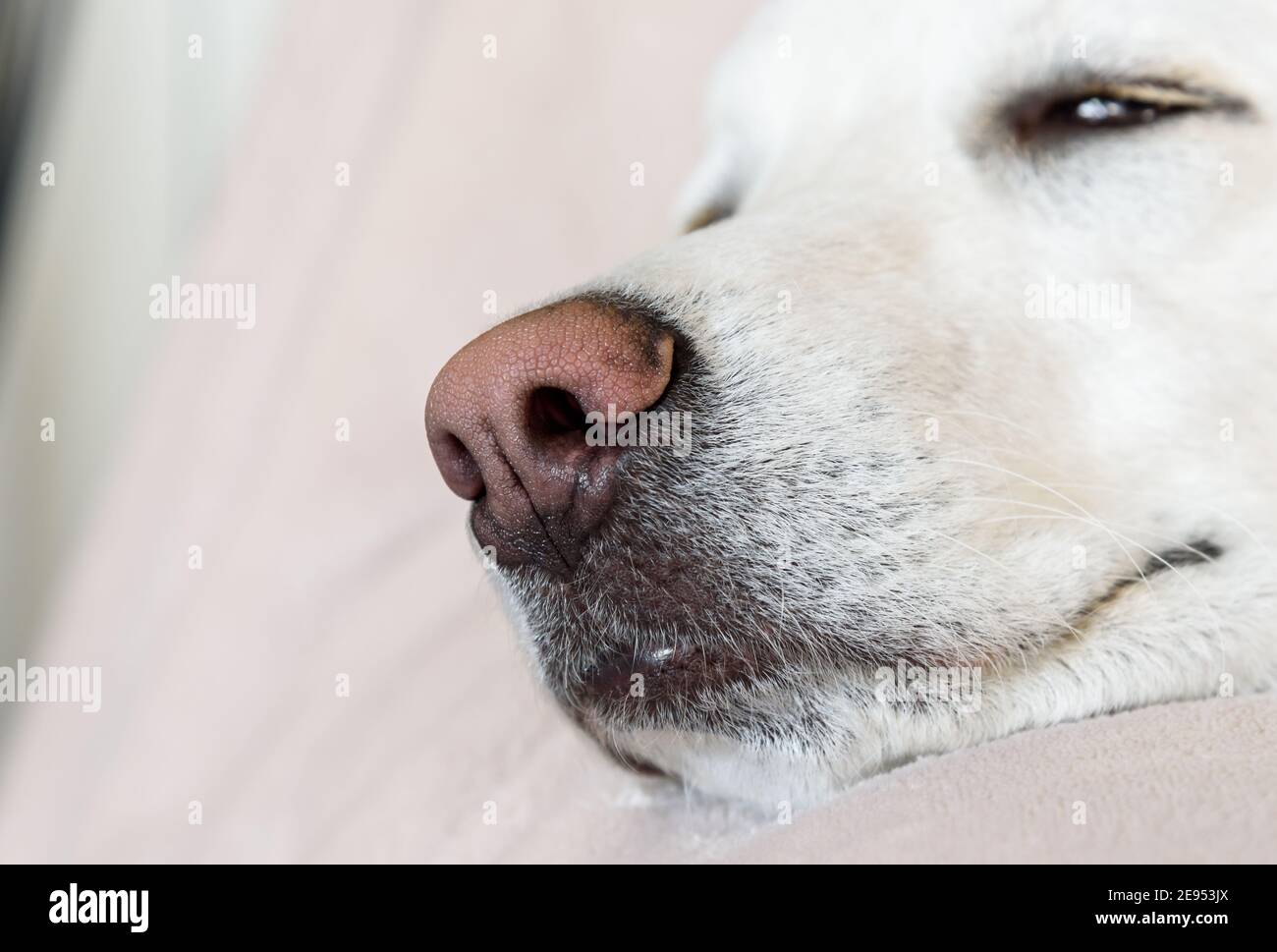 Pink dog nose hi-res stock photography and images - Alamy