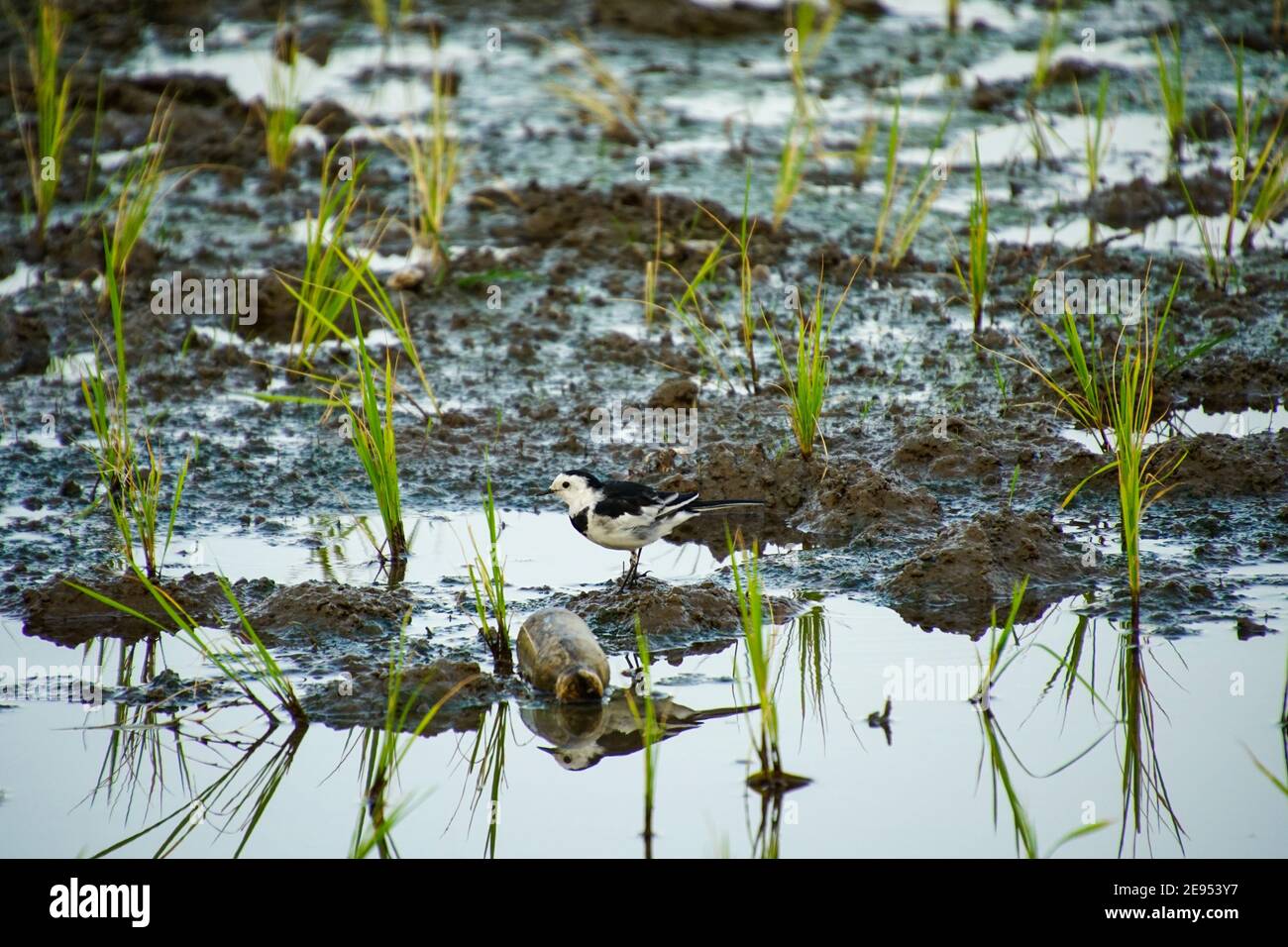Beautiful view of a tiny bird standing on the mud on the surface of the ...