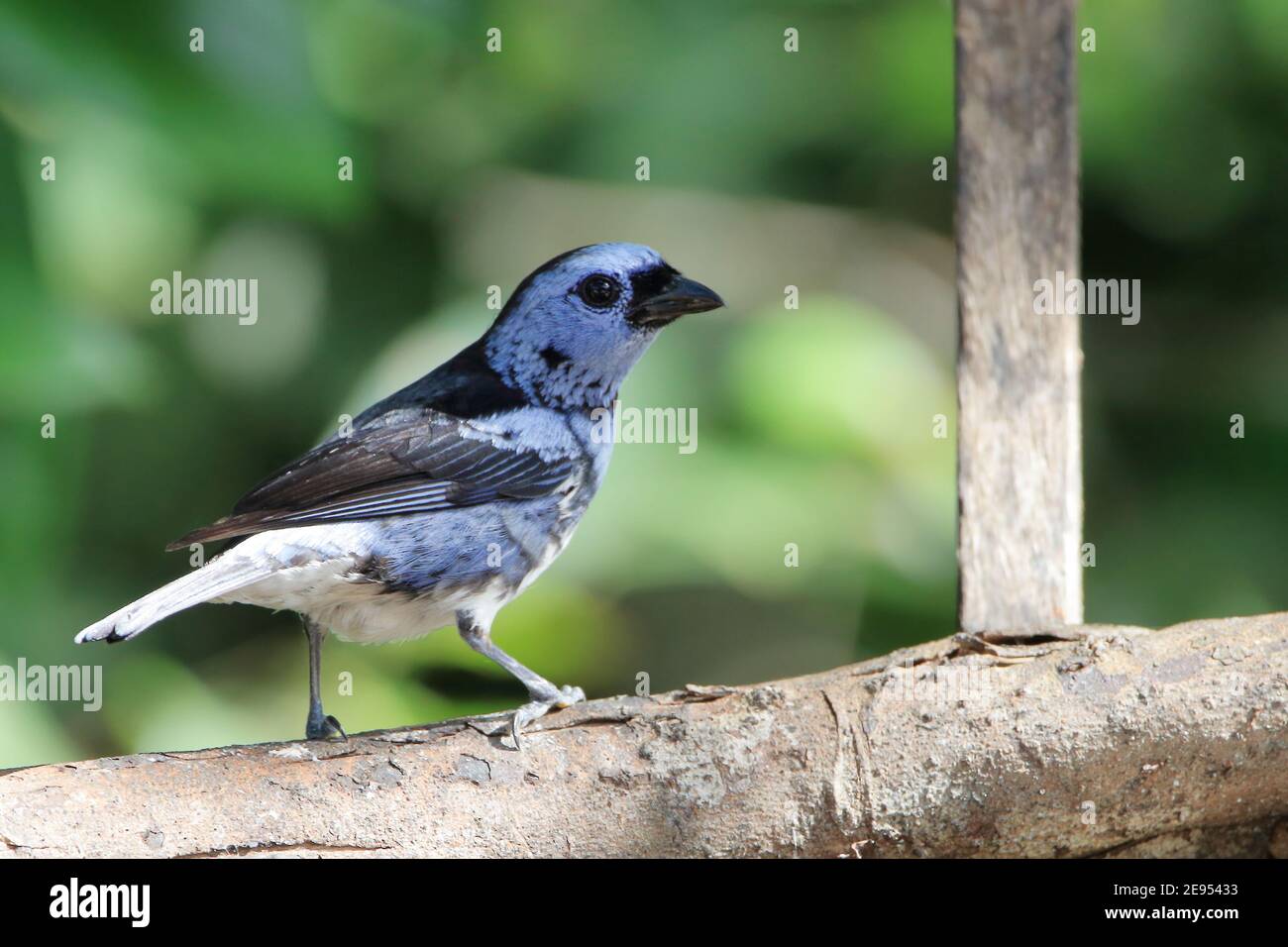 White-bellied Tanager (Tangara brasiliensis), perched on a log. Itacaré ...
