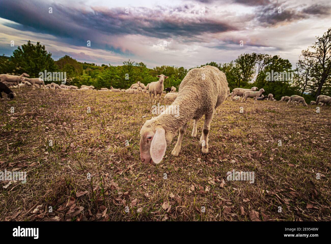 Fence for sheep hi-res stock photography and images - Alamy