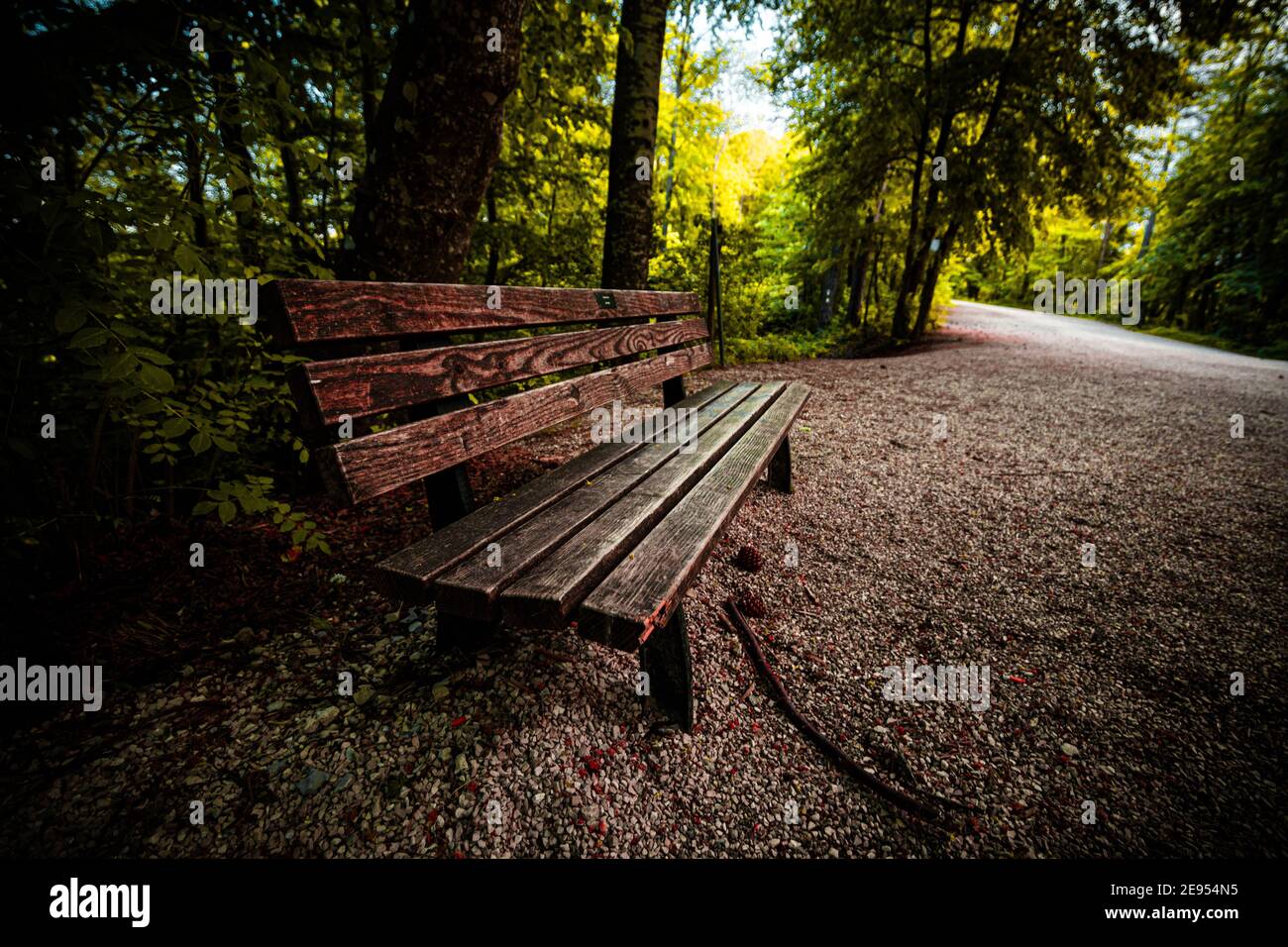 Wooden bench trees in forest bench hi-res stock photography and images ...