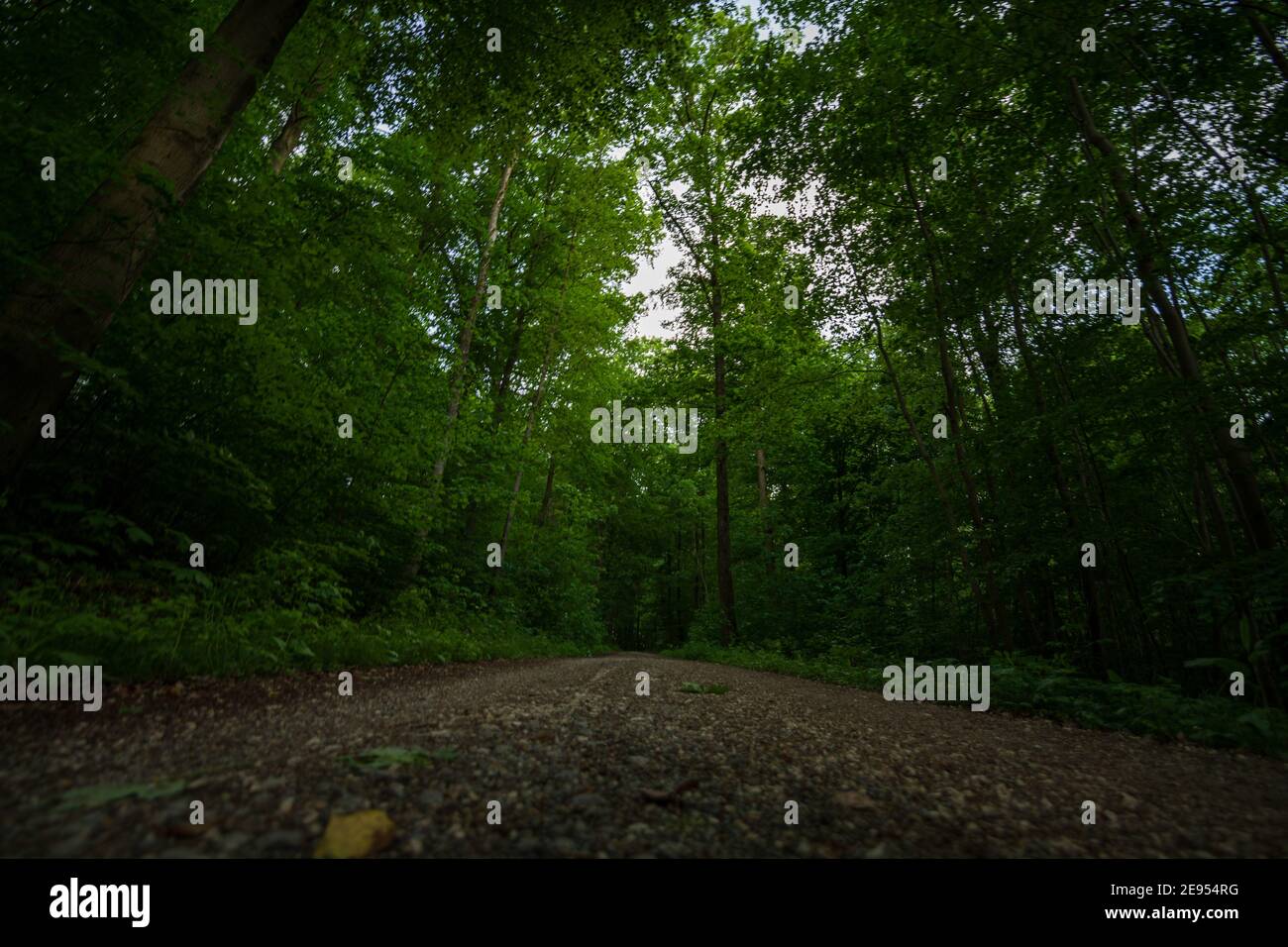 Forest path with pebbles Stock Photo - Alamy