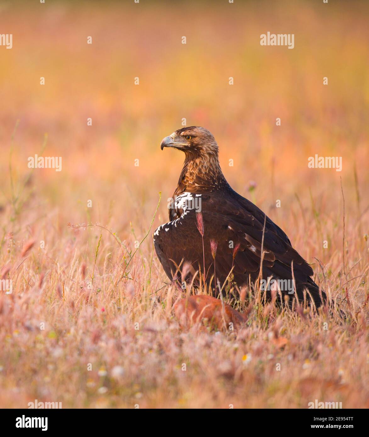 AGUILA IMPERIAL IBERICA- SPANISH IMPERIAL EAGLE Eagle (Aquila adalberti). Iberian Imperial Eagle ...