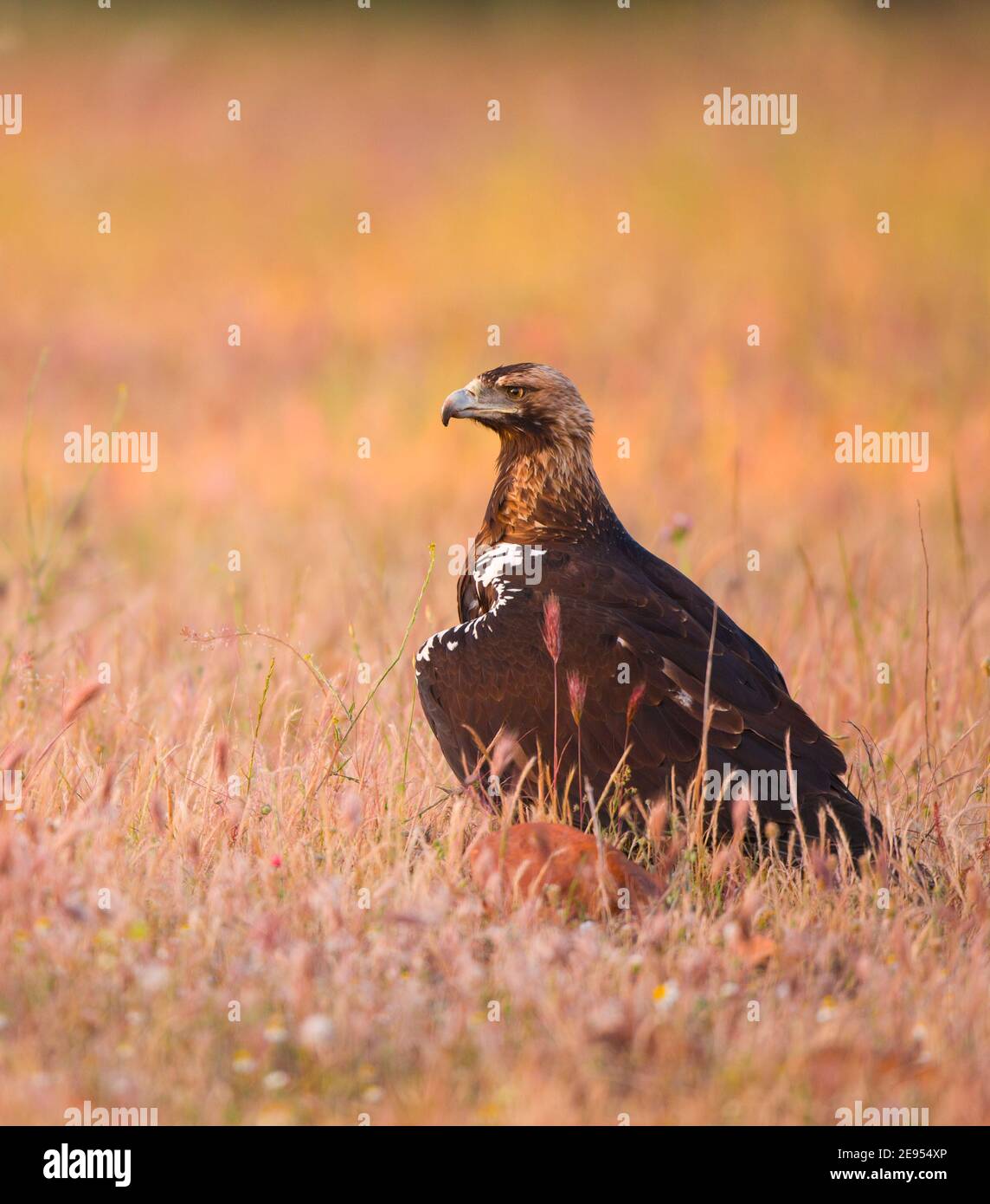AGUILA IMPERIAL IBERICA (Aquila adalberti Stock Photo - Alamy