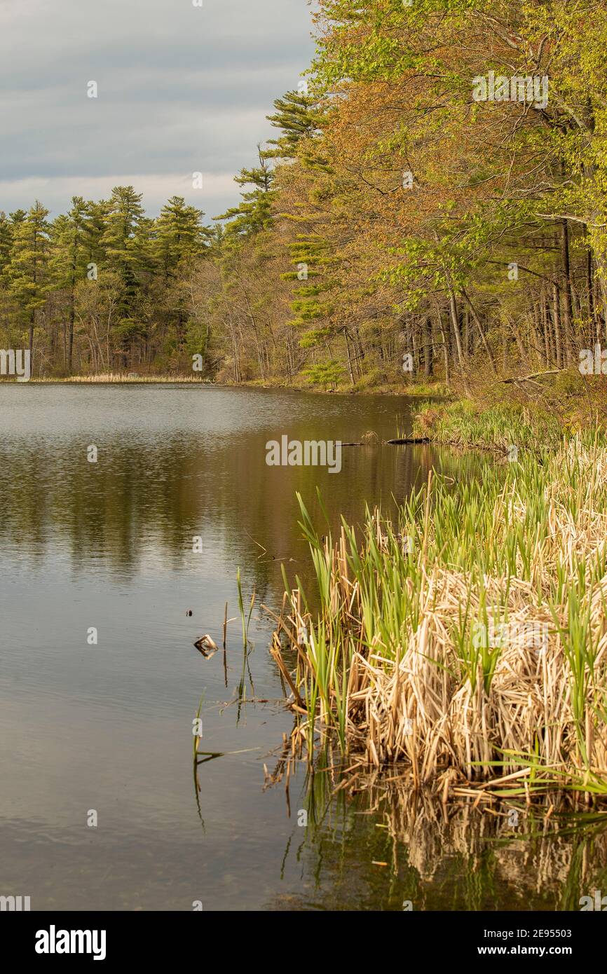 This pond is located next to Livingston Park, in Manchester's North End ...