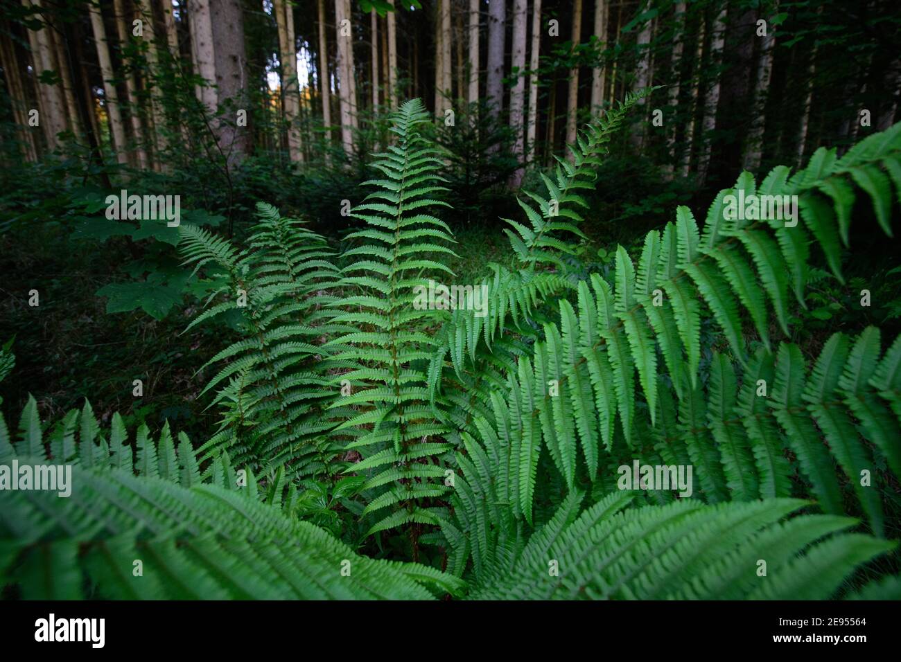 Exotic green fern Stock Photo - Alamy