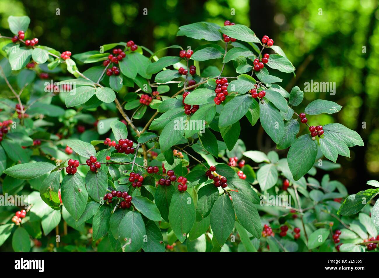 Berries growing tree forest berries hi-res stock photography and images ...