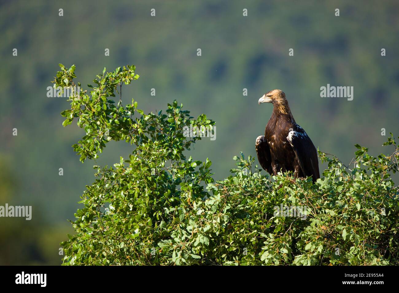 AGUILA IMPERIAL IBERICA (Aquila adalberti Stock Photo - Alamy