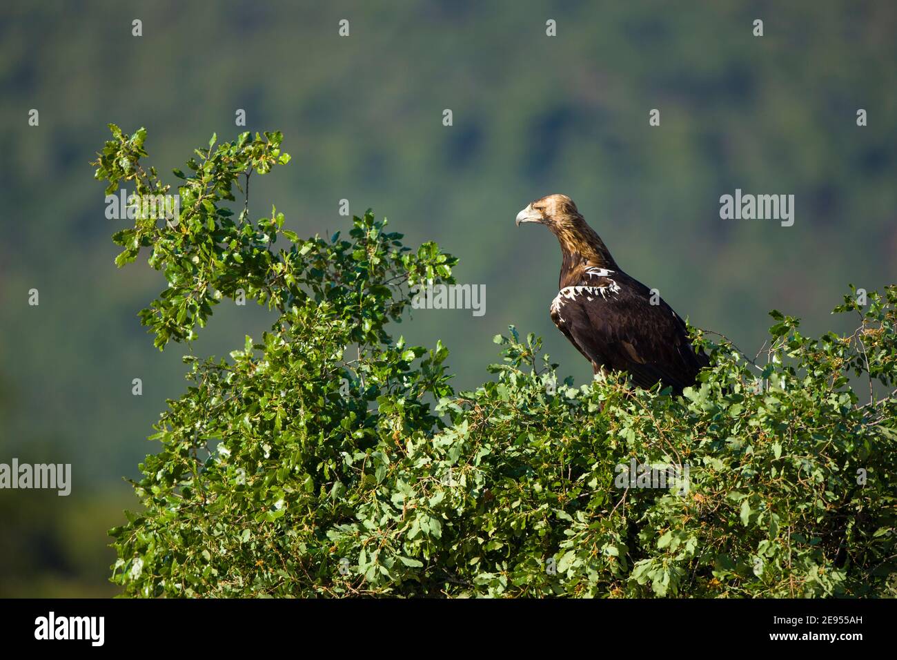 AGUILA IMPERIAL IBERICA (Aquila adalberti Stock Photo - Alamy