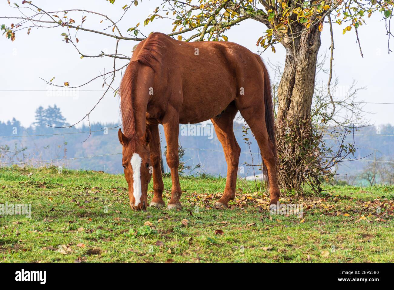 Grazing eat hi-res stock photography and images - Alamy