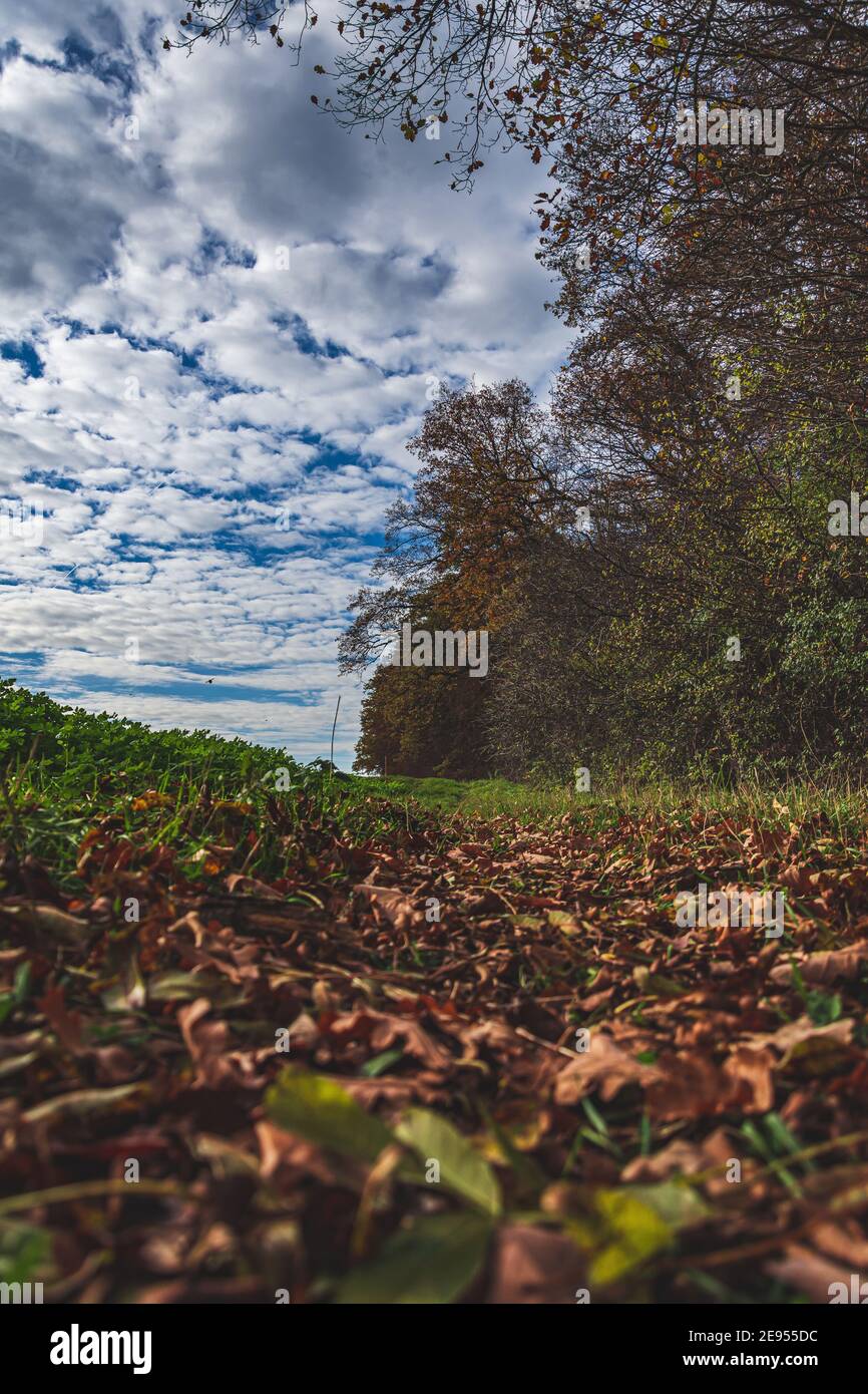 Autumn forest path with colorful foliage Stock Photo - Alamy