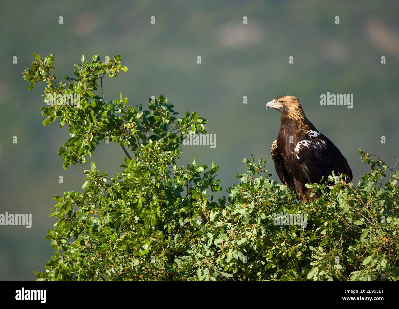 AGUILA IMPERIAL IBERICA- SPANISH IMPERIAL EAGLE Eagle (Aquila adalberti). Iberian Imperial Eagle ...