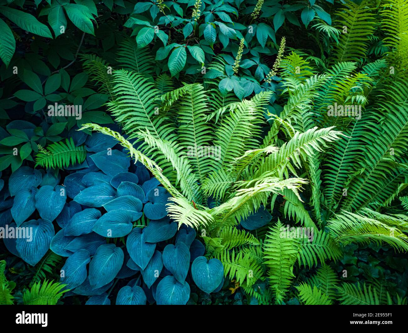 Jungle fern hi-res stock photography and images - Alamy
