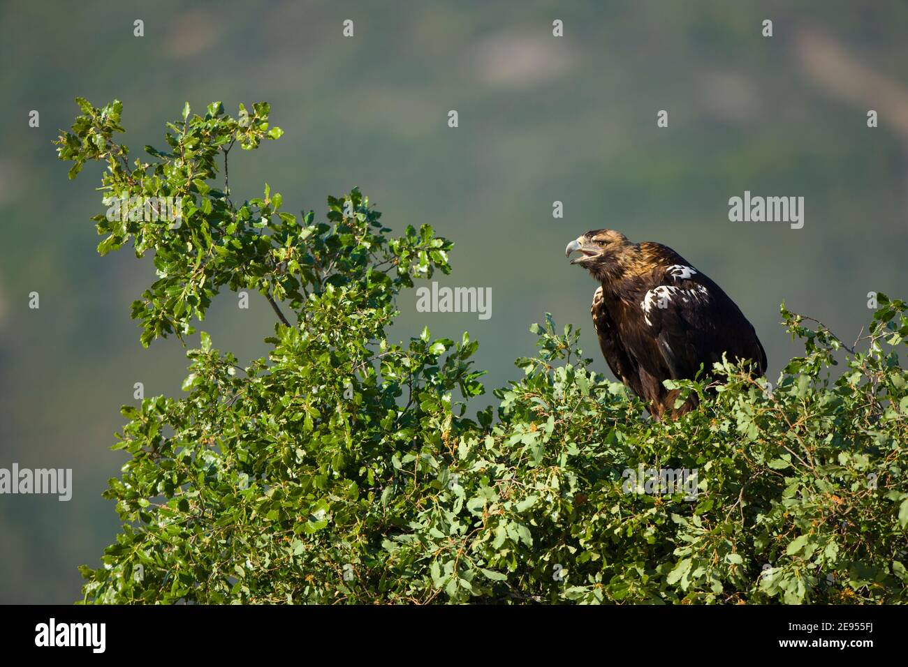 AGUILA IMPERIAL IBERICA (Aquila adalberti Stock Photo - Alamy