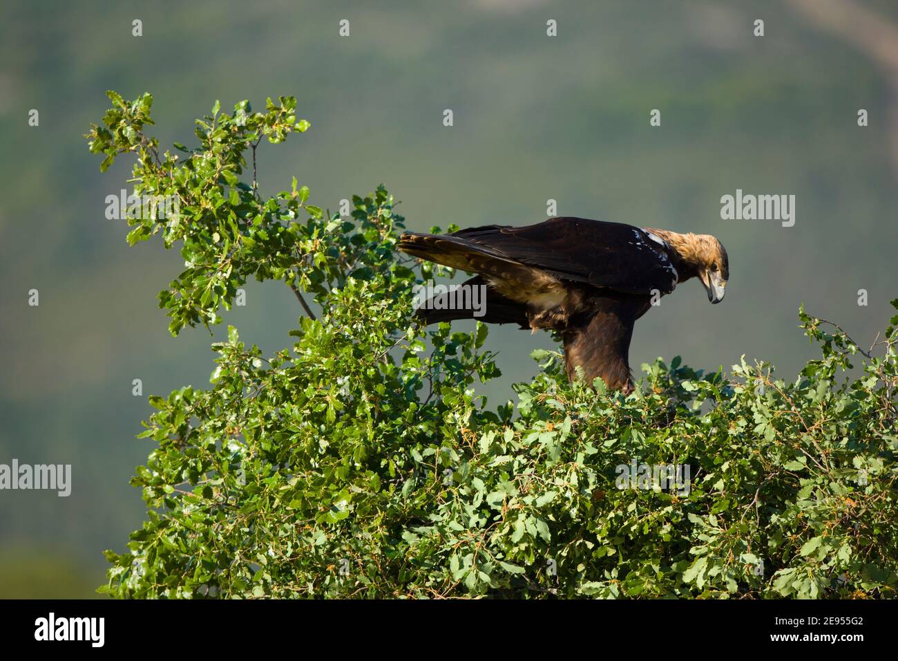 AGUILA IMPERIAL IBERICA- SPANISH IMPERIAL EAGLE Eagle (Aquila adalberti). Iberian Imperial Eagle ...