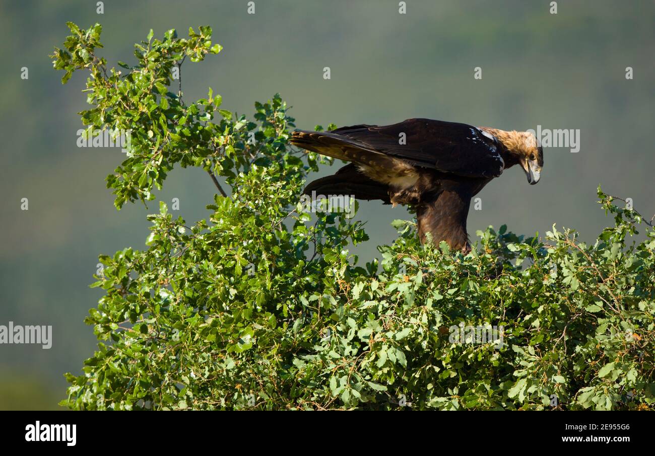 AGUILA IMPERIAL IBERICA (Aquila adalberti Stock Photo - Alamy