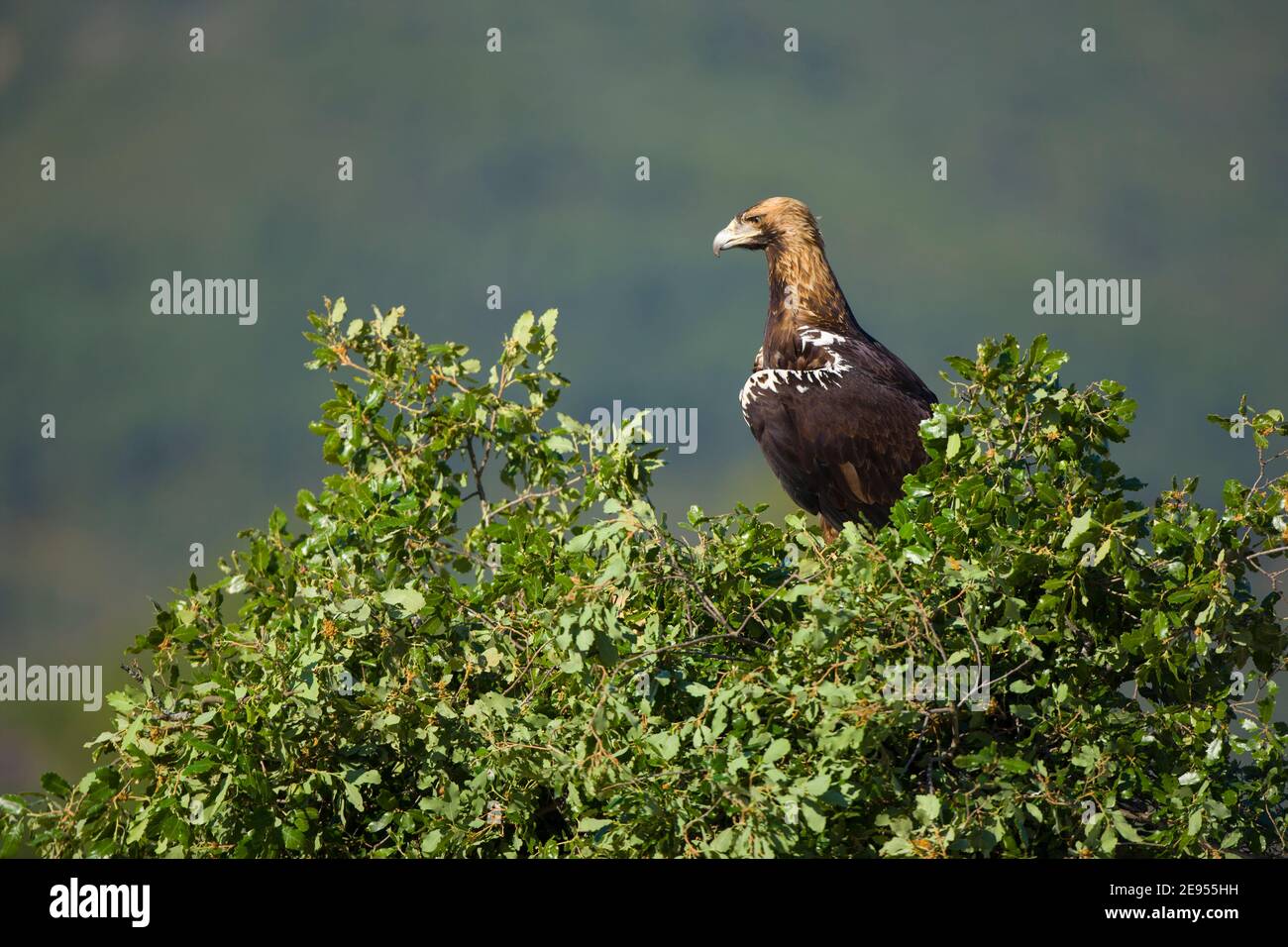 AGUILA IMPERIAL IBERICA (Aquila adalberti Stock Photo - Alamy