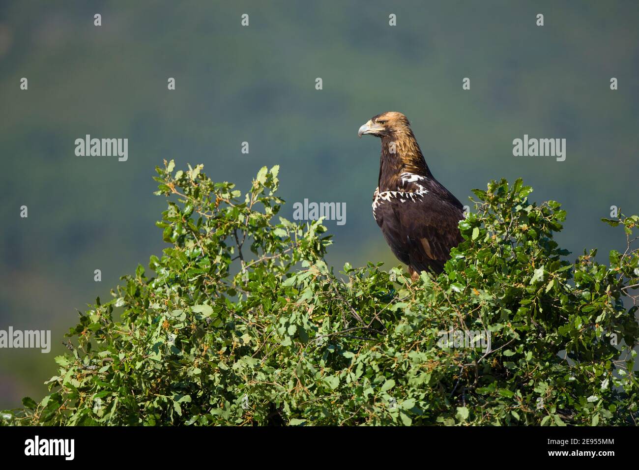 AGUILA IMPERIAL IBERICA- SPANISH IMPERIAL EAGLE Eagle (Aquila adalberti). Iberian Imperial Eagle ...