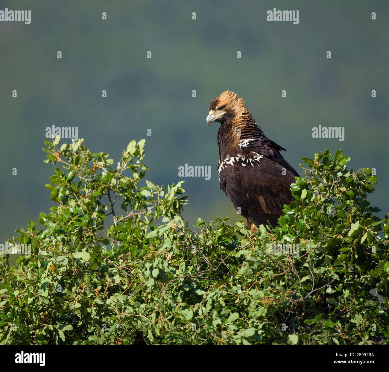 AGUILA IMPERIAL IBERICA (Aquila adalberti Stock Photo - Alamy