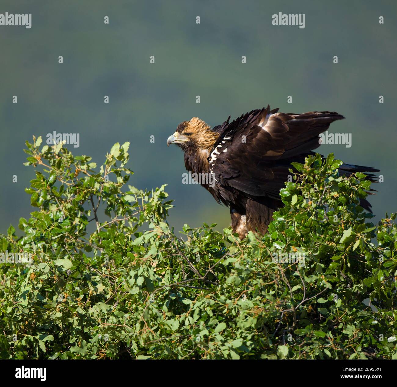 AGUILA IMPERIAL IBERICA (Aquila adalberti Stock Photo - Alamy