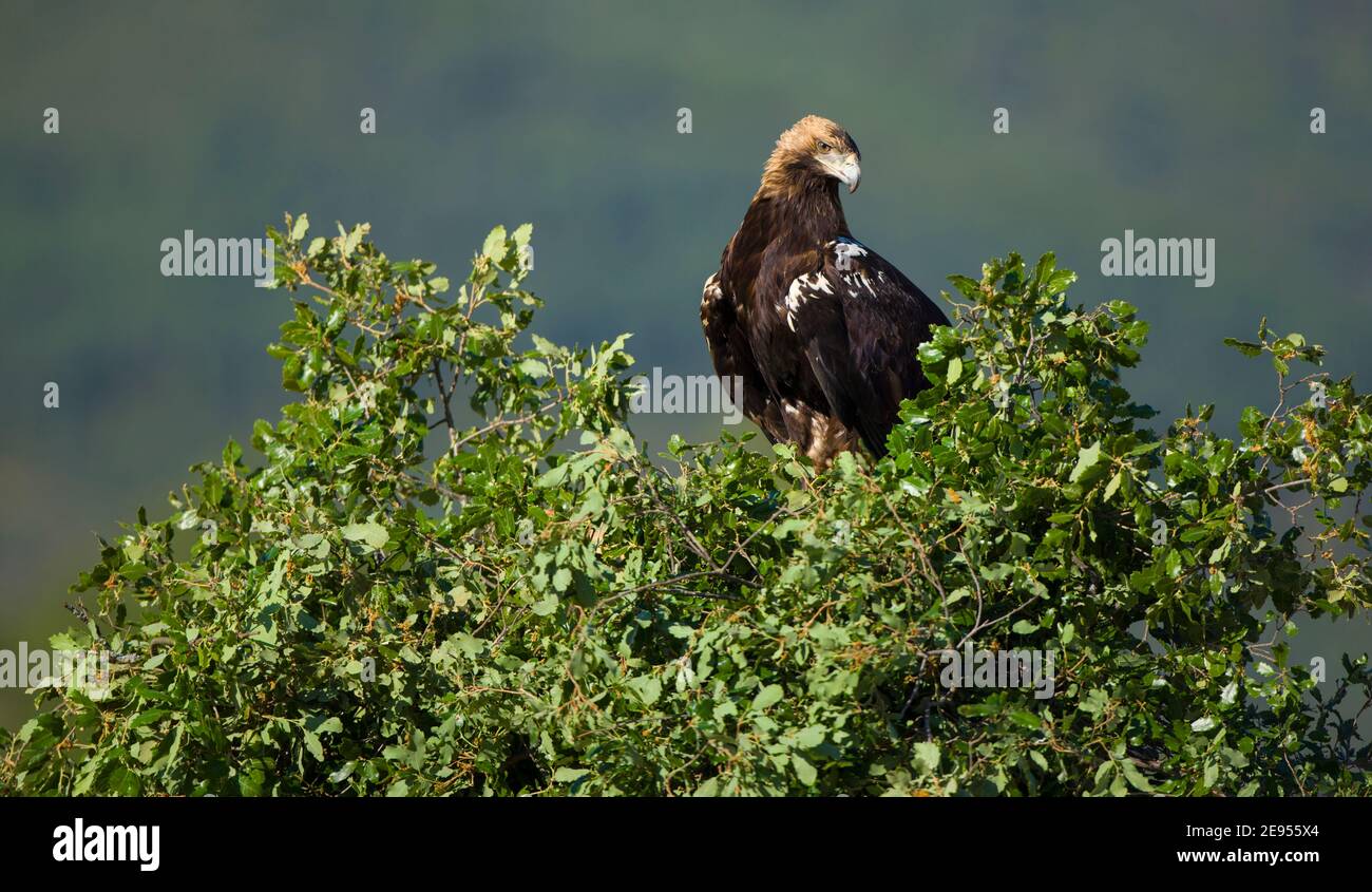 AGUILA IMPERIAL IBERICA (Aquila adalberti Stock Photo - Alamy