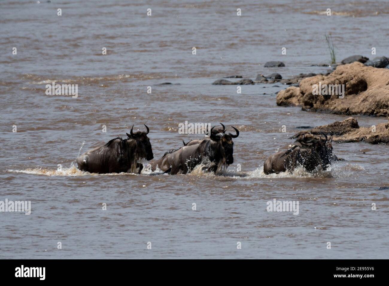 Eastern white-bearded wildebeest (Connochaetes taurinus albojubatus ...