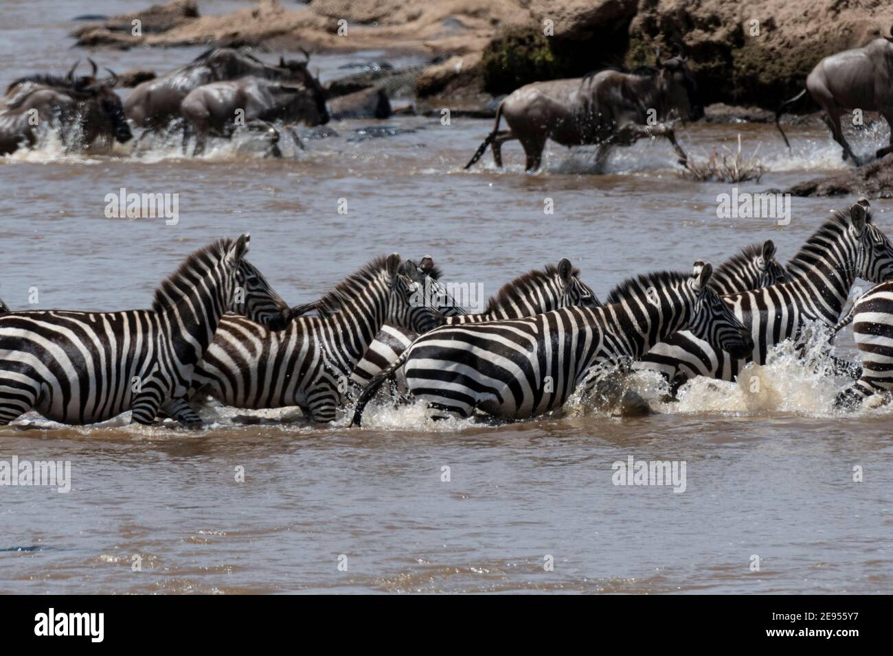 Zebra and wildebeest migrating animals hi-res stock photography and ...