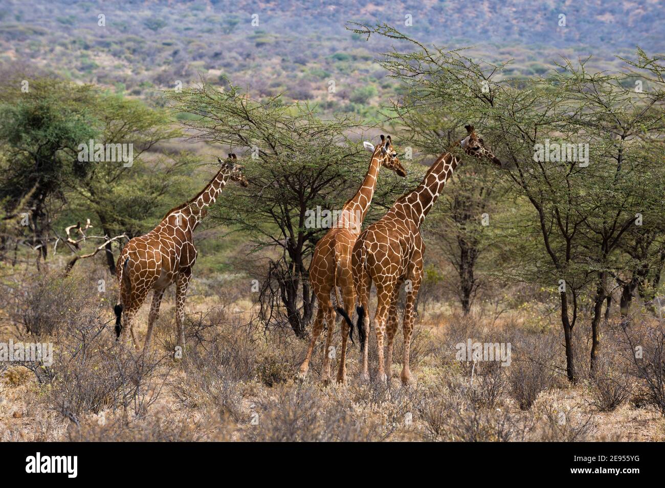 Reticulated giraffe (Giraffa camelopardalis reticulata), Kalama ...