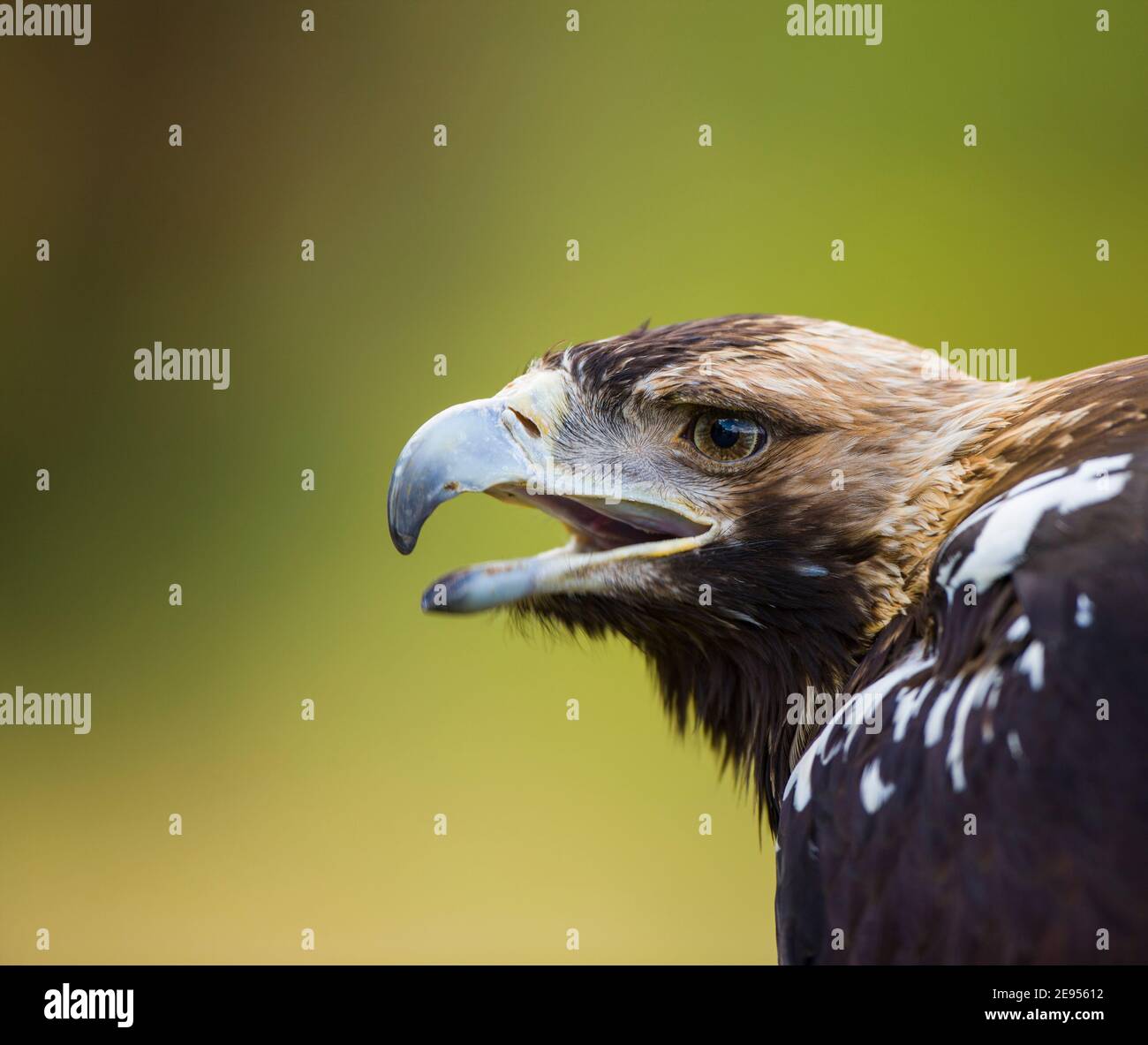 AGUILA IMPERIAL IBERICA- SPANISH IMPERIAL EAGLE Eagle (Aquila adalberti). Iberian Imperial Eagle ...