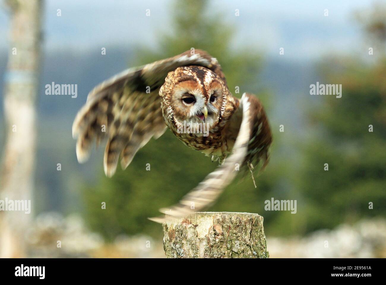 Tawny owl uk flight hi-res stock photography and images - Alamy