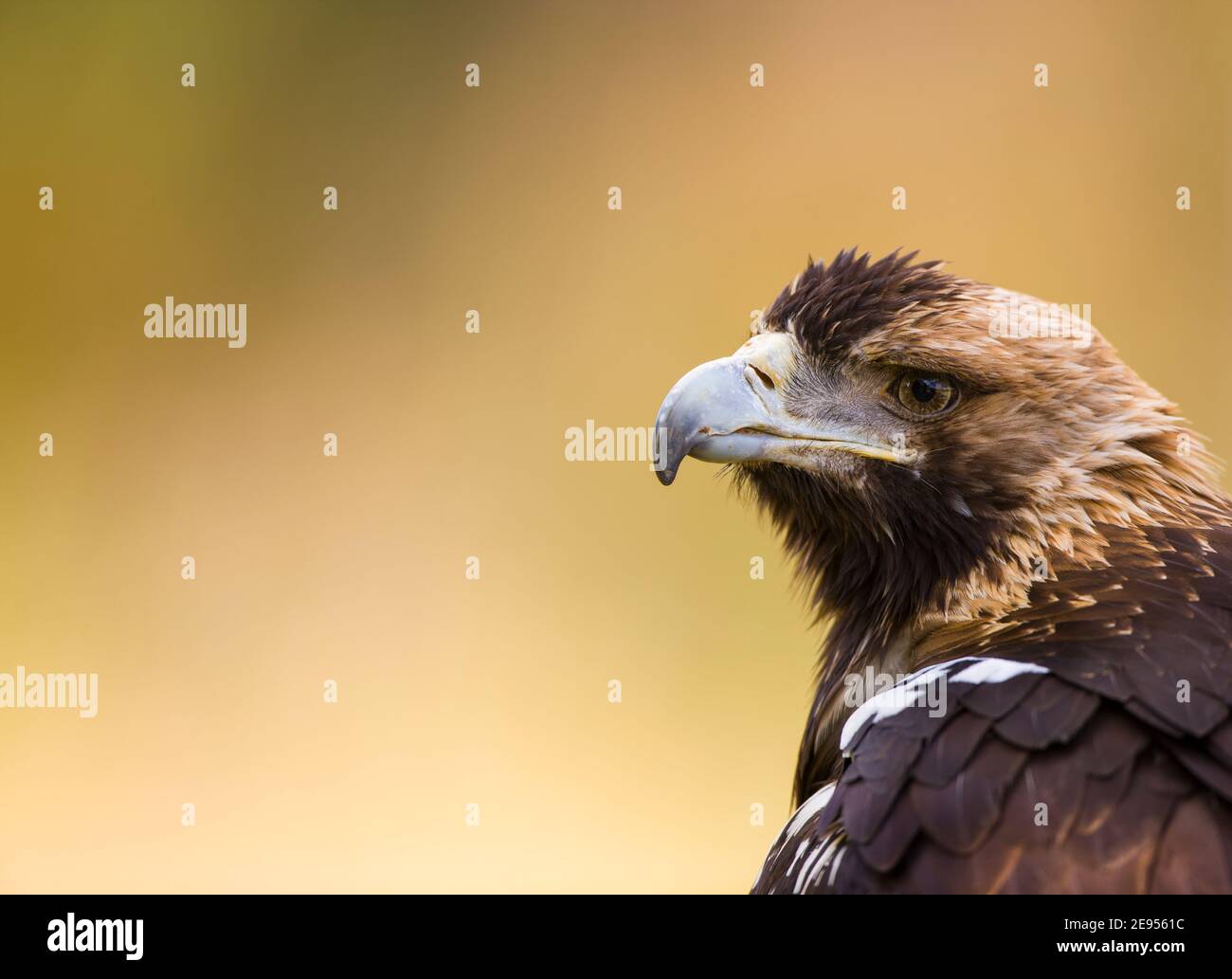 AGUILA IMPERIAL IBERICA (Aquila adalberti Stock Photo - Alamy