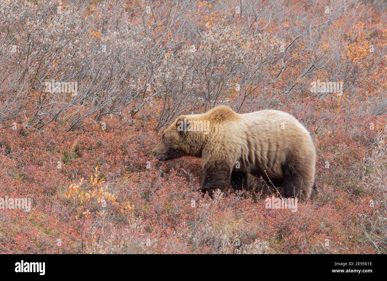 Grizzly Bear in Autumn in Alaska Stock Photo - Alamy