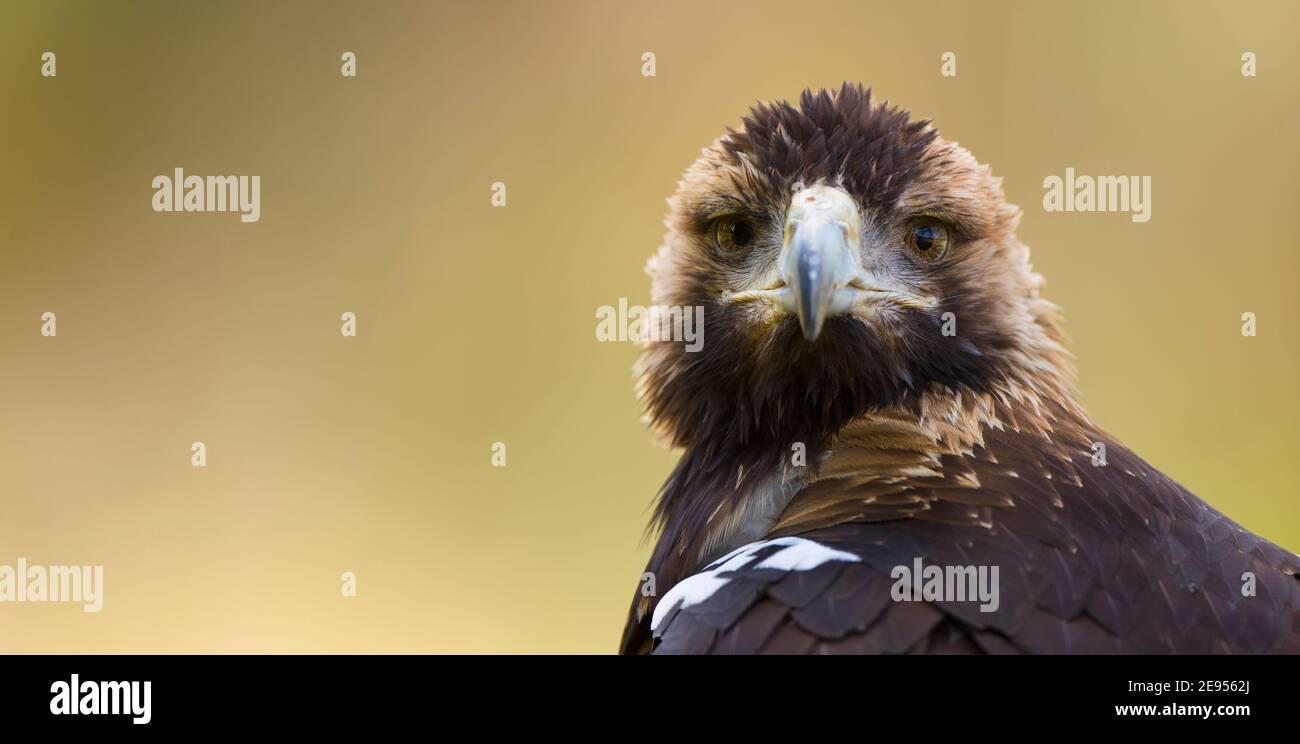 AGUILA IMPERIAL IBERICA (Aquila adalberti Stock Photo - Alamy