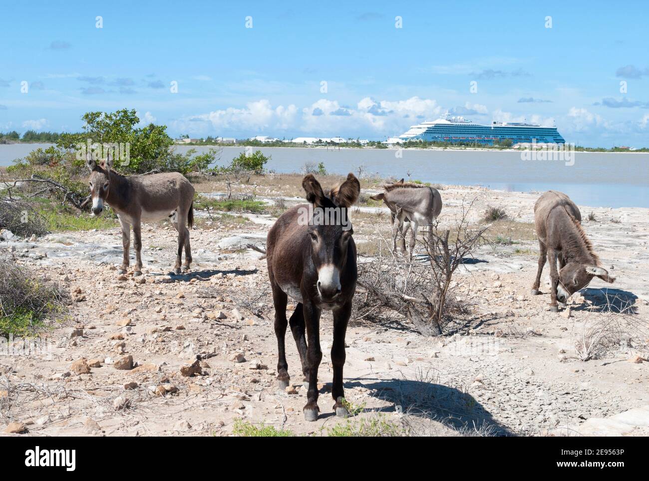 The group of wild donkeys walking by the lagoon on Grand Turk island ...