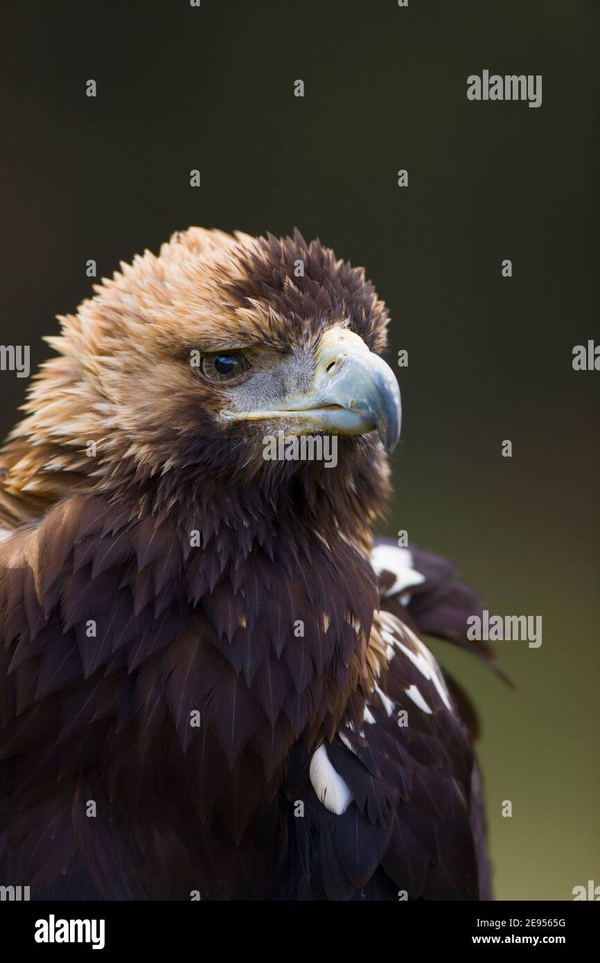AGUILA IMPERIAL IBERICA- SPANISH IMPERIAL EAGLE Eagle (Aquila adalberti). Iberian Imperial Eagle ...