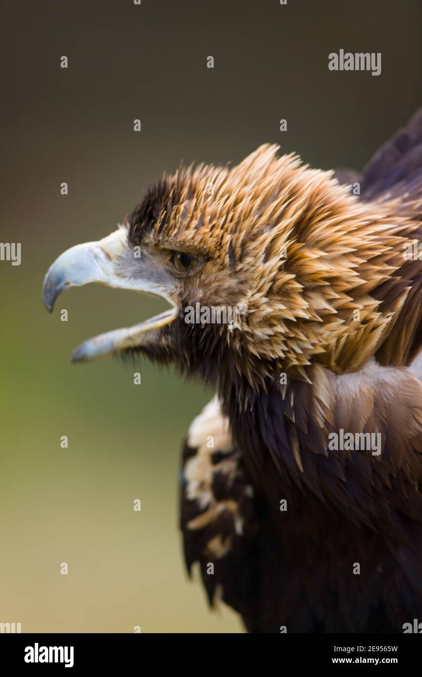 AGUILA IMPERIAL IBERICA- SPANISH IMPERIAL EAGLE Eagle (Aquila adalberti). Iberian Imperial Eagle ...