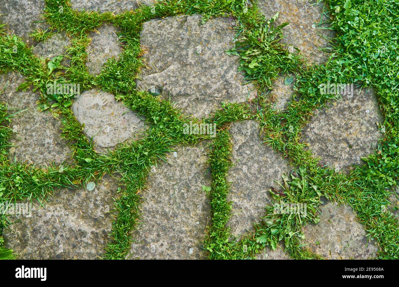 Top view of gray figured square pavement of one sized. Green grass ...