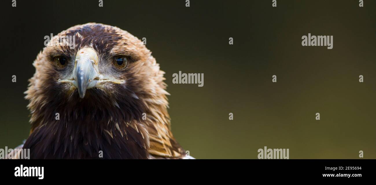 AGUILA IMPERIAL IBERICA (Aquila adalberti Stock Photo - Alamy