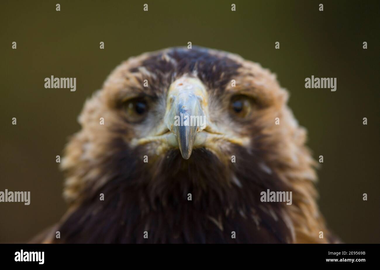 AGUILA IMPERIAL IBERICA- SPANISH IMPERIAL EAGLE Eagle (Aquila adalberti). Iberian Imperial Eagle ...
