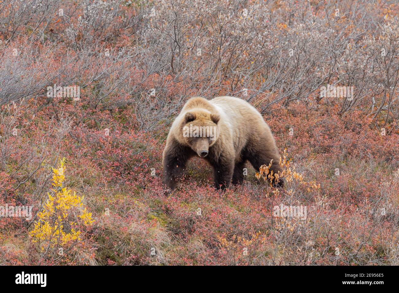 Grizzly Bear in Autumn in Alaska Stock Photo - Alamy