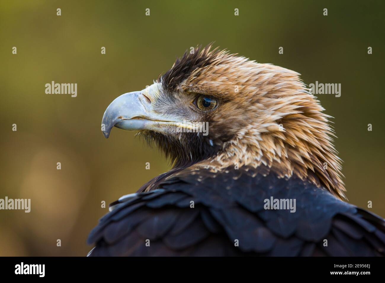 AGUILA IMPERIAL IBERICA- SPANISH IMPERIAL EAGLE Eagle (Aquila adalberti). Iberian Imperial Eagle ...