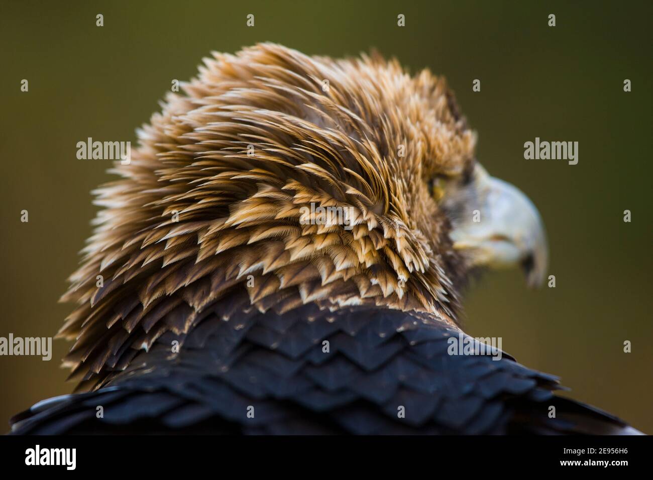 AGUILA IMPERIAL IBERICA- SPANISH IMPERIAL EAGLE Eagle (Aquila adalberti). Iberian Imperial Eagle ...