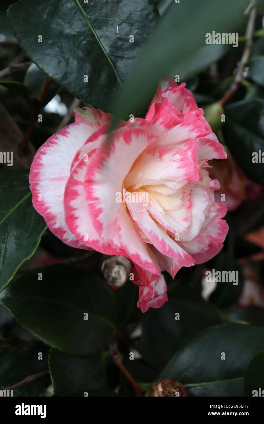 Leslie ann camellia hi-res stock photography and images - Alamy