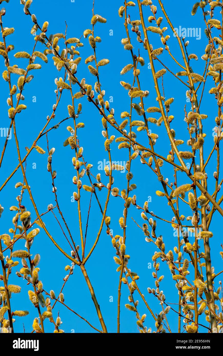 Blooming willow branches against a blue clear sky background ...