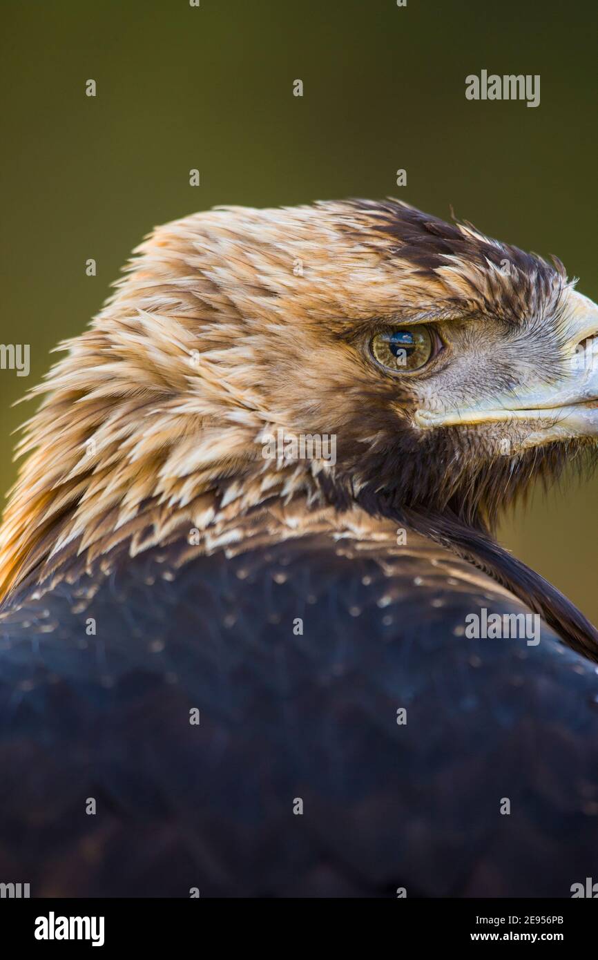 AGUILA IMPERIAL IBERICA- SPANISH IMPERIAL EAGLE Eagle (Aquila adalberti). Iberian Imperial Eagle ...